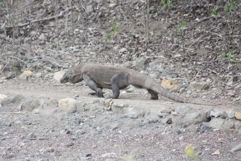 Komodo Island Tour Packages - Detailed Breakdown of the Itinerary