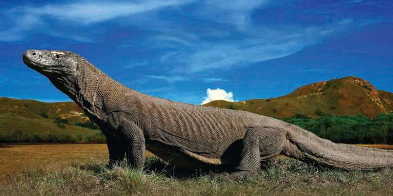 Komodo Islands: Private 2-Day Tour on a Wooden Boat - Key Points