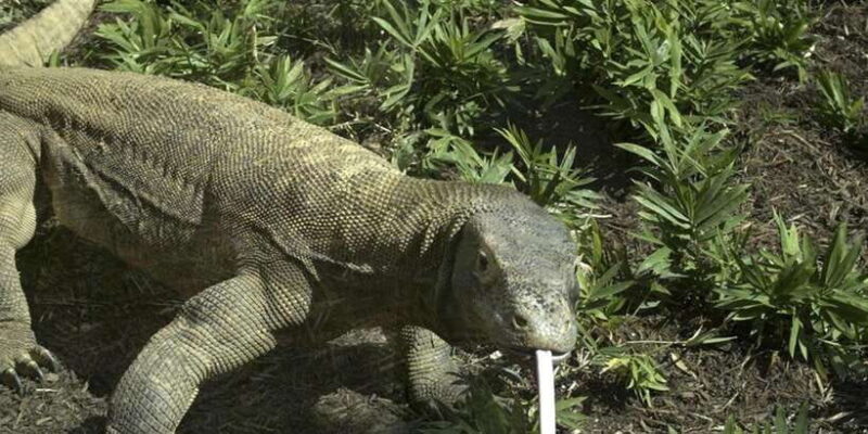 Komodo Islands: Private 2-Day Tour on a Wooden Boat - What You Gain for the Price