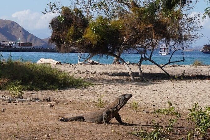 Komodo Islands with Speedboat in Labuhan Bajo - What the Tour Covers and Why It Matters