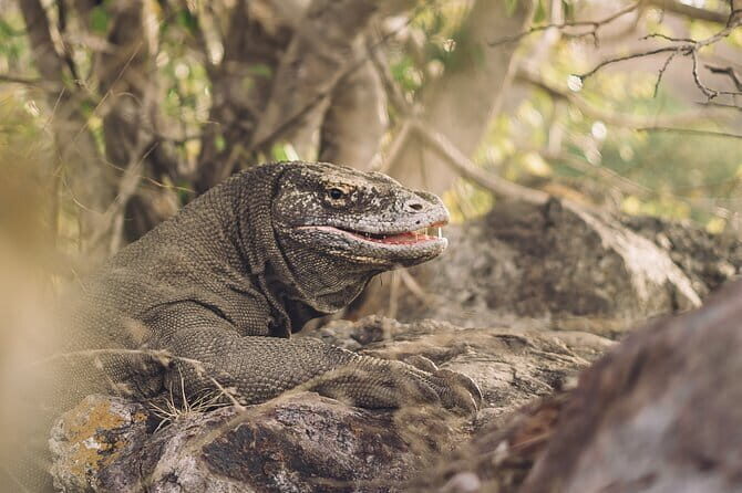 Komodo Islands with Speedboat in Labuhan Bajo - How to Make the Most of It