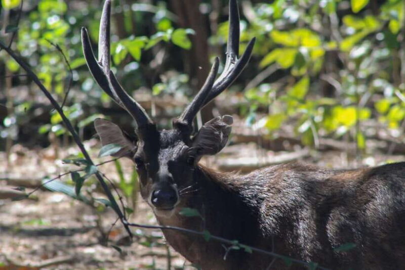 Komodo One Day Tour With Speed Boat - Why Choose the Komodo One Day Tour?