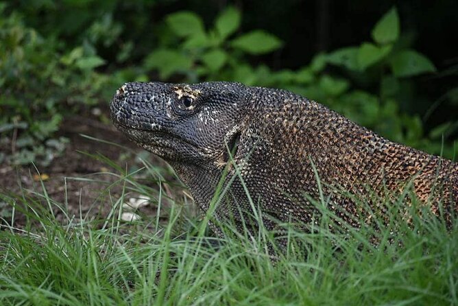 Komodo Private Boat tour 3Days 2 Night - FAQs