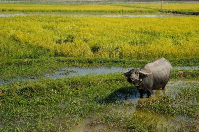 Kompong Kleang Village and Tonle Sab Lake - Practical Tips for Travelers