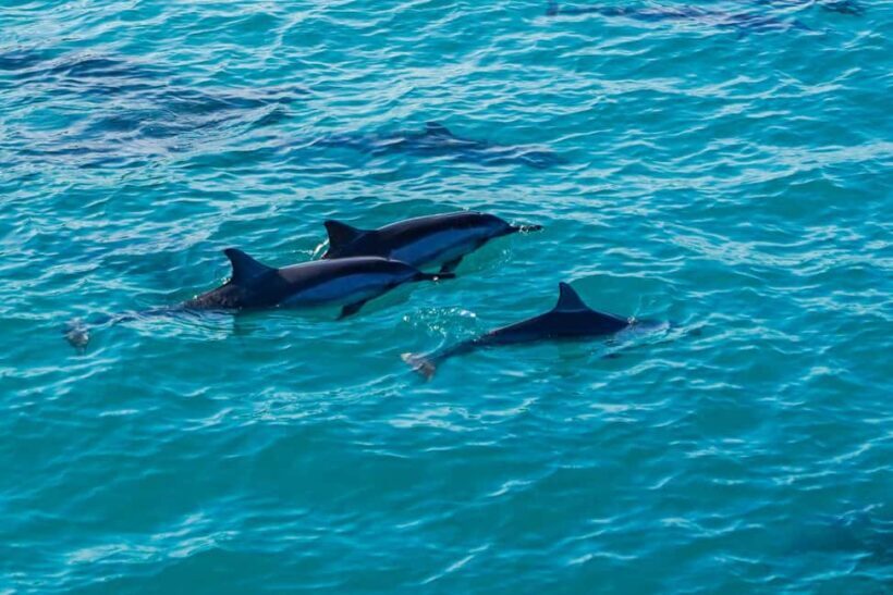 Kona Afternoon Dolphin Watch & Snorkel on the Big Isand - The Itinerary: What to Expect on the Water