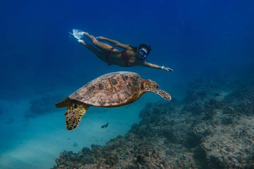 Kona Afternoon Dolphin Watch & Snorkel on the Big Isand - Who Will Love This Tour?