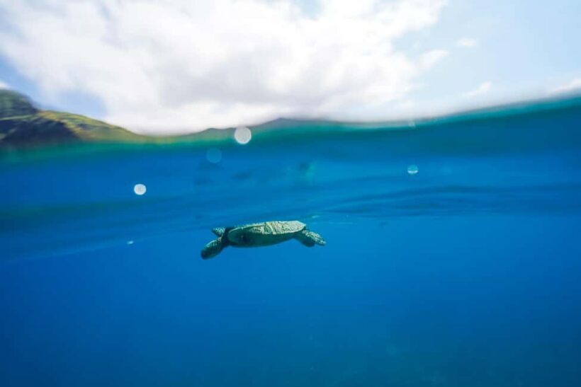 Kona Afternoon Dolphin Watch & Snorkel on the Big Isand - FAQ