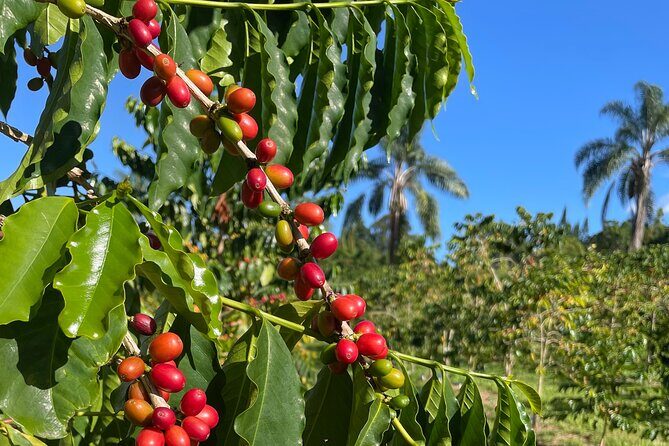 Kona Cloud Forest and Coffee Tour with Sea Turtle Beach Visit - The Sum Up