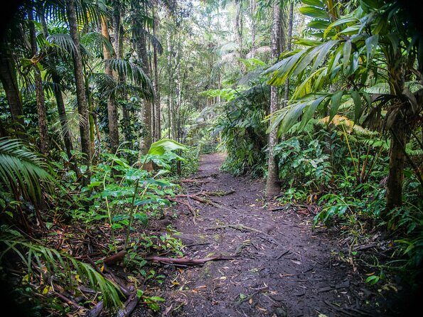 Kona Cloud Forest Sanctuary Pantropical Tour (1.5 hrs) - The Sum Up