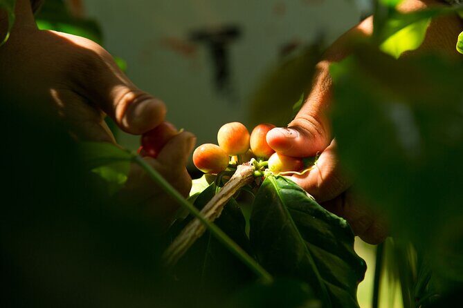 Kona Coffee Tasting: A Farm to Cup Experience - What to Expect from the Kona Coffee Tasting Tour