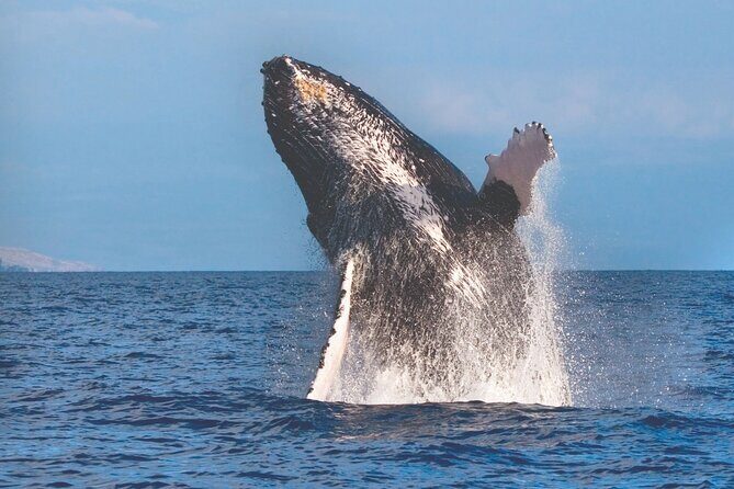 Kona Deluxe Catamaran Whale Watch - Key Points