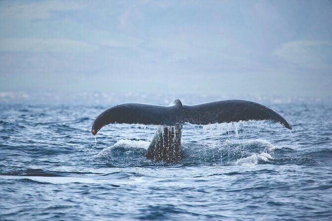 Kona Deluxe Catamaran Whale Watch - The Itinerary: What to Expect on the Water