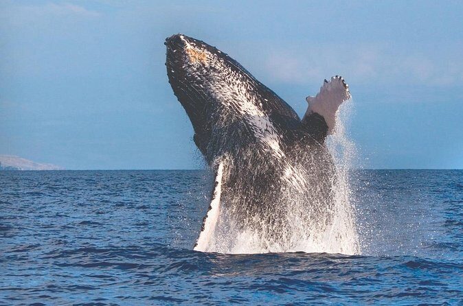 Kona Deluxe Catamaran Whale Watch - Practical Tips for Your Trip