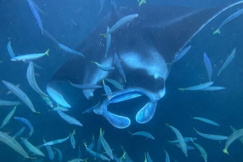 Kona Hi, Sunset Manta Ray Tour 10 passengers maximum - An Honest Look at the Kona Sunset Manta Ray Tour
