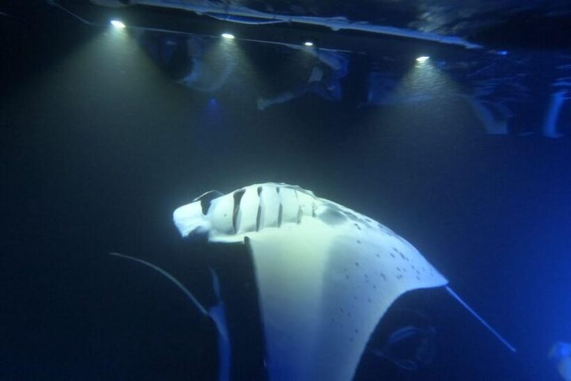Kona Hi, Sunset Manta Ray Tour 10 passengers maximum - Why This Tour is Worth Considering