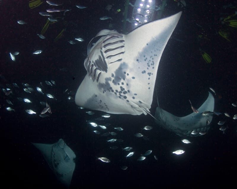 Kona Hi, Sunset Manta Ray Tour 10 passengers maximum - FAQs