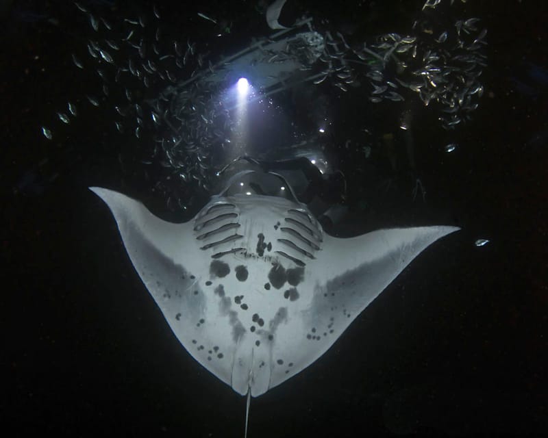 Kona Hi, Sunset Manta Ray Tour 10 passengers maximum - Authentic Experience and Genuine Encounters