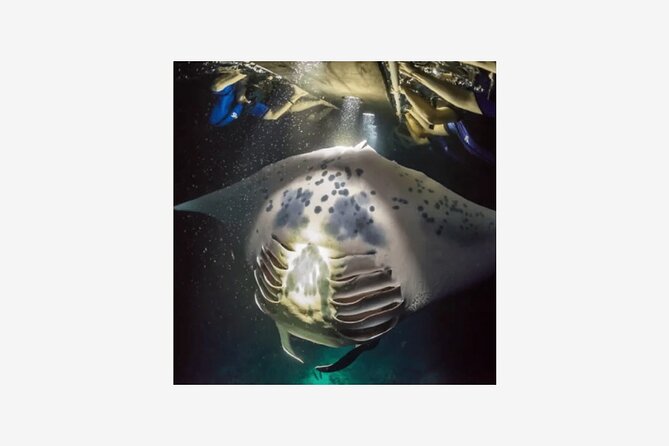 Kona Manta Ray Night Snorkel Adventure! Small Group - Overview of the Adventure