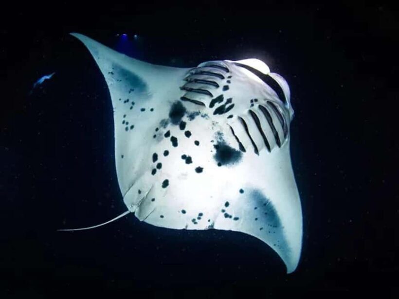 Kona: Manta Ray Night Snorkel Adventure - The Experience: What You Can Expect