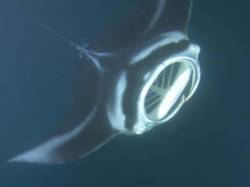 Kona: Manta Ray Night Snorkel Adventure - FAQ