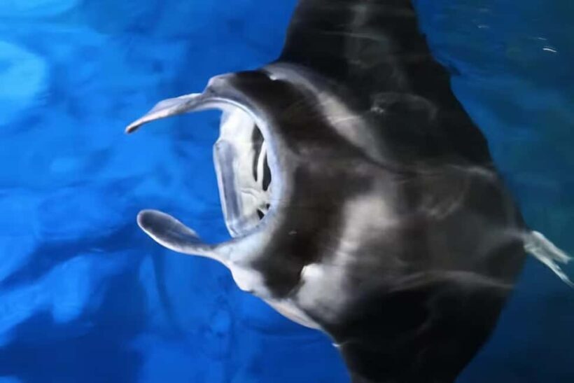 Kona Manta Ray Night Snorkel (Manta Guarantee Policy) - The Sum Up