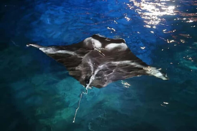 Kona Manta Ray Night Snorkel (Manta Guarantee Policy) - FAQ
