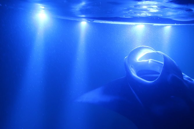 Kona Manta Rays Guaranteed Night Snorkel in Keauhou Harbor - The Experience: What to Expect