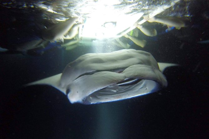Kona Manta Rays Guaranteed Night Snorkel in Keauhou Harbor - What to Keep in Mind