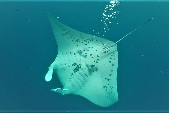 Kona Manta Rays Guaranteed Night Snorkel in Keauhou Harbor - Logistics and Practical Tips
