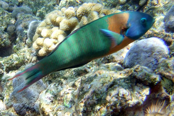 Kona Shore Excursion: Wild Dolphin Reefs Snorkel and Sea Caves - The Cost and Overall Value