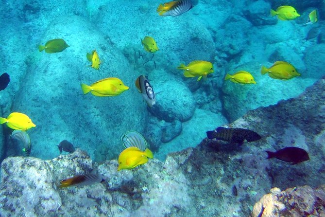 Kona Shore Excursion: Wild Dolphin Reefs Snorkel and Sea Caves - Practical Tips for Travelers