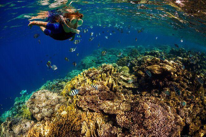 Kona Snorkeling Gear Rental Dive Into Adventure - The Practicality of Renting Your Snorkeling Gear in Kona