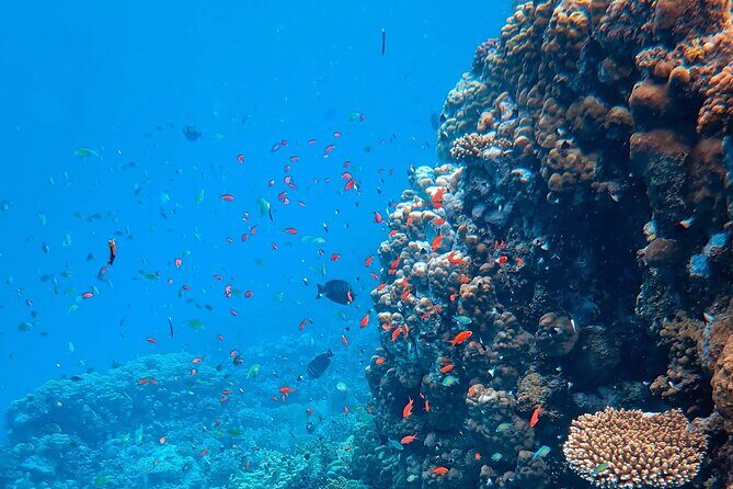 Kona Snorkeling Gear Rental Dive Into Adventure - Additional Considerations