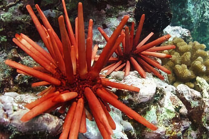 Kona Snorkeling Gear Rental Dive Into Adventure - Authentic Reefs and Local Tips