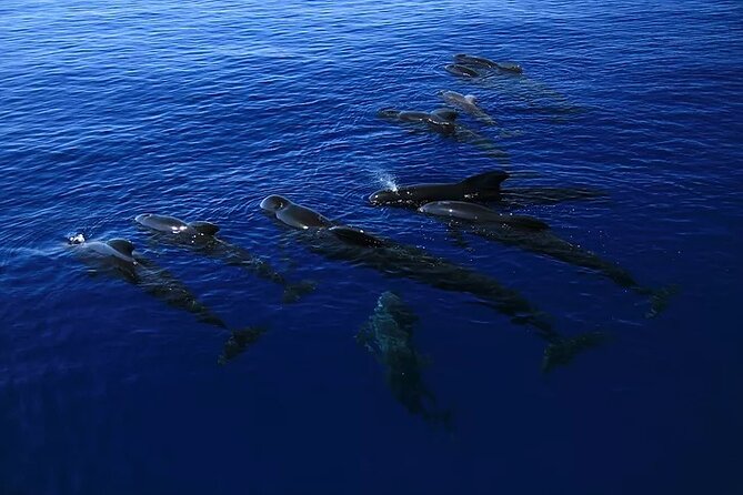 Kona Wild Dolphin, Sea Cave & Captain Cook Reef Snorkel Adventure - The Small Group Advantage