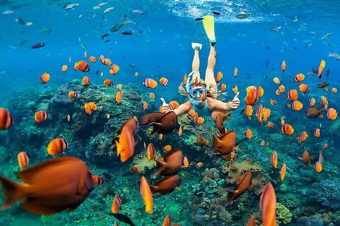 Kona Wild Dolphin, Sea Cave & Captain Cook Reef Snorkel Adventure - The Cost and What You’re Getting