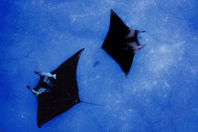 Kona's Magical Manta Ray Night Snorkel: Small-Group Eco-Tour - Frequently Asked Questions