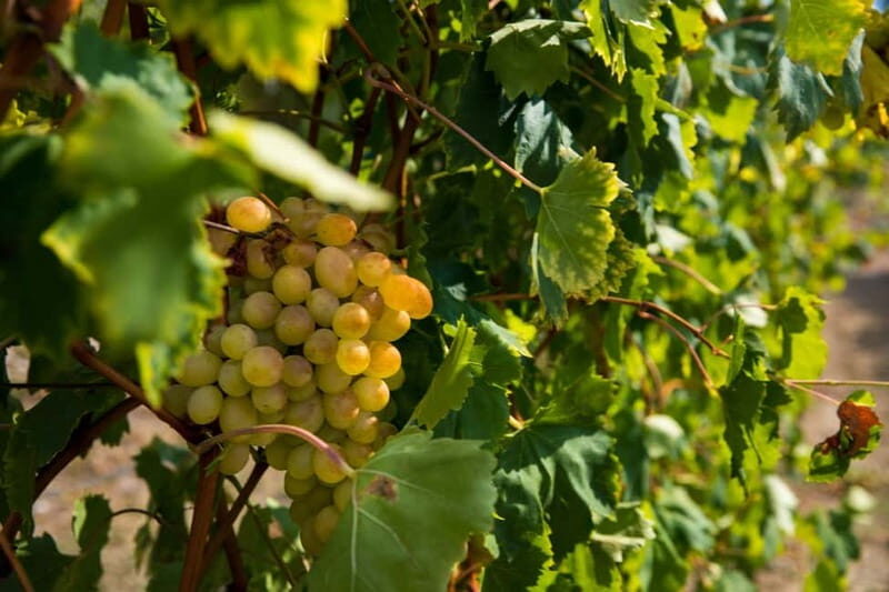 Konavle Valley: Tour with Wine Tasting from Dubrovnik - Final Thoughts