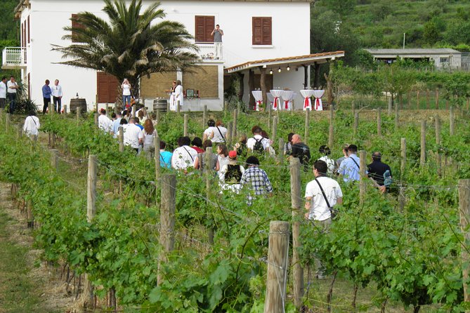 Konavle Valley Wine Tour From Dubrovnik With Train Ride and Wine Tasting - Discovering Local Winemaking Traditions