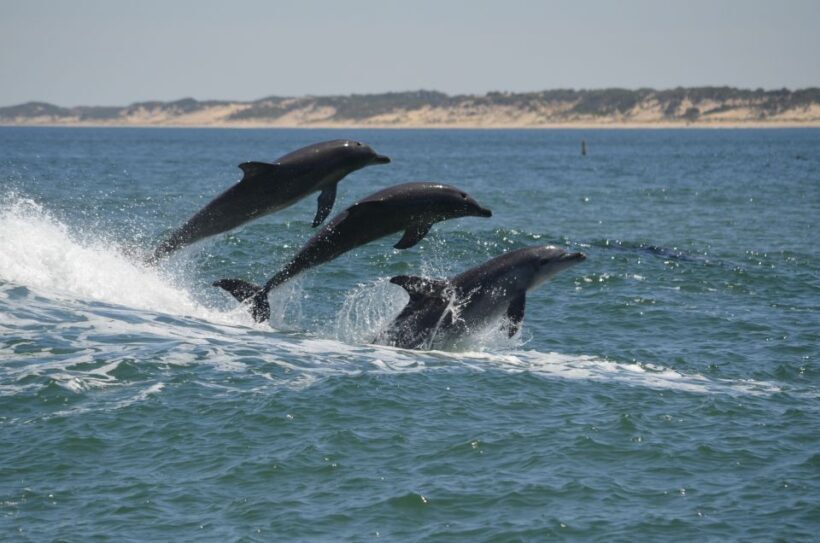Koombana Bay: Dolphin Eco Cruise - What Makes the Cruise Special?