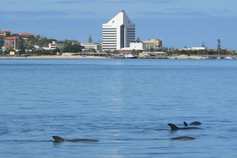 Koombana Bay: Dolphin Eco Cruise - Comfort and Practical Considerations