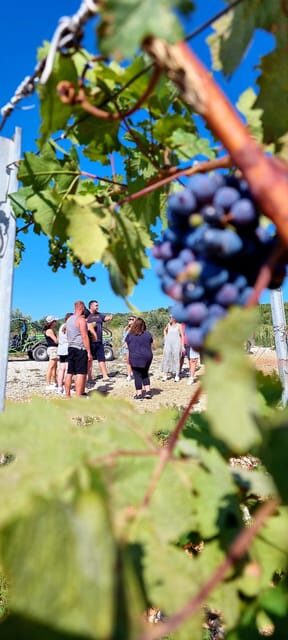 Korcula Buggy Tour Including our Local Food and Wine Tasting - FAQ