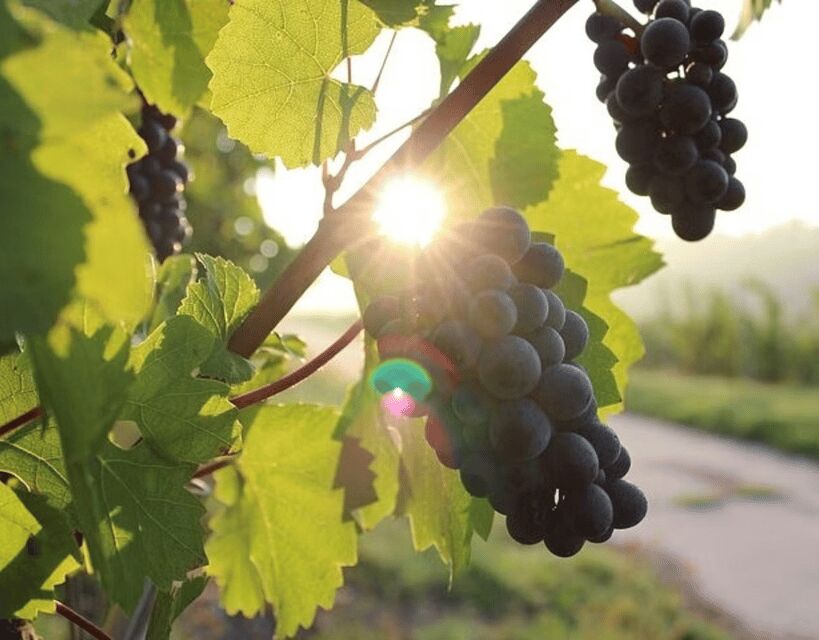 Korcula & Peljesac Wine Tasting Group Tour from Dubrovnik - A Journey Through Croatia’s Wine Country and Historic Towns