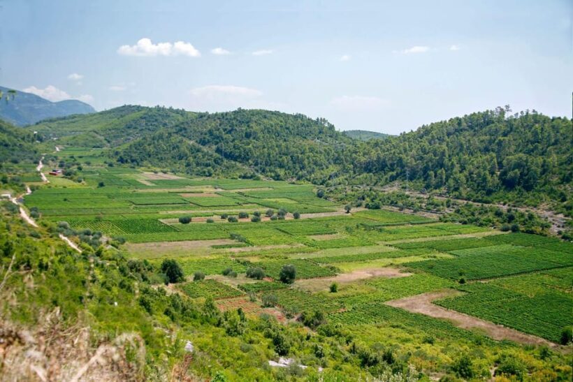 Korcula: Private excursion through vineyards, wine tasting - A Guide to Korcula’s Private Vineyard and Wine Tasting Tour