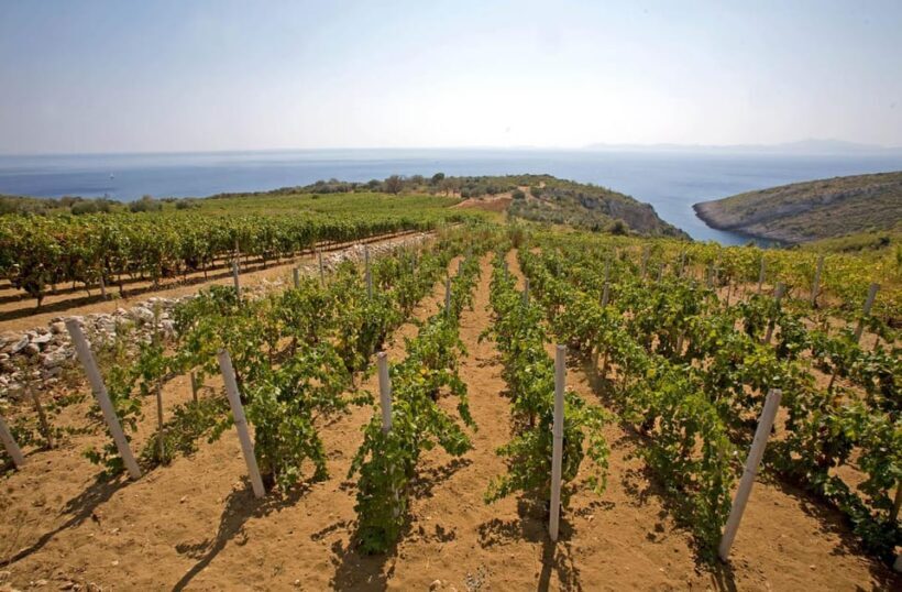 Korcula: Private excursion through vineyards, wine tasting - Who Should Consider This Tour?