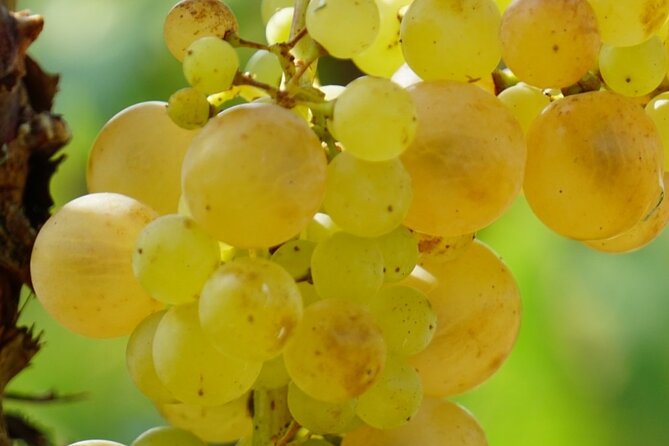 Korula for Wine Lovers - Poip and Grk Wines Private Tour - Who Will Love This Tour?