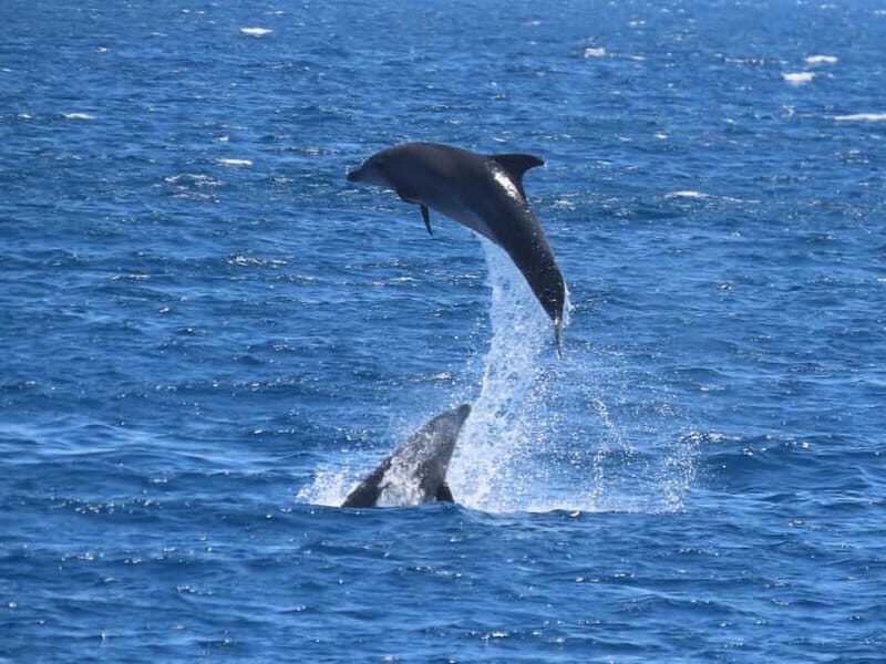 Kos: 3-Island Cruise with Lunch and Hotel Transfer - The Day on the Water: What to Expect
