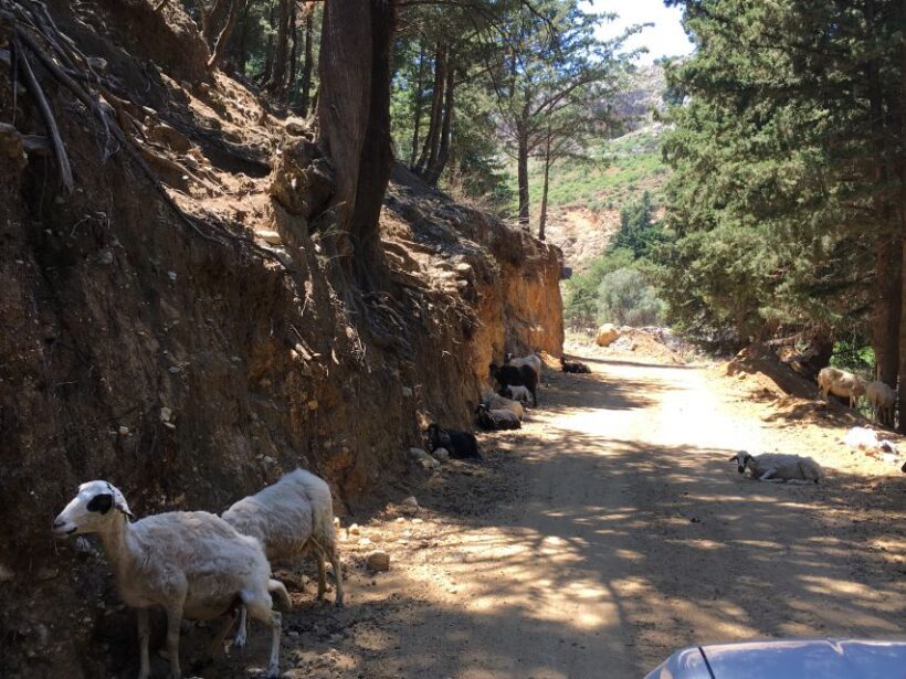 Kos 4x4 Exploration: Panoramic Views, Villages & Flavors - The Guide and the Experience