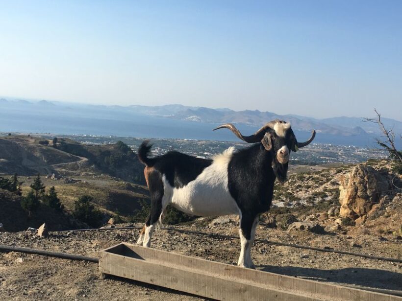 Kos: Full-Day Jeep Safari with Lunch - Key Points