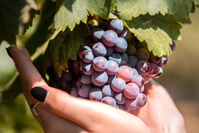 Kos Local Tasting - Wine, Oil & Honey - The Sum Up